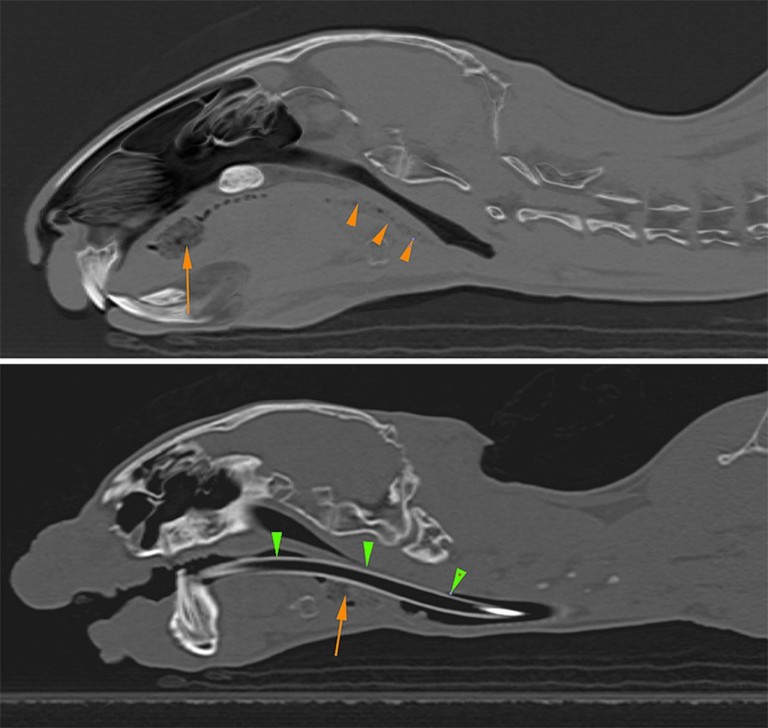 Intubation complication in a rabbit – Vet Record blog
